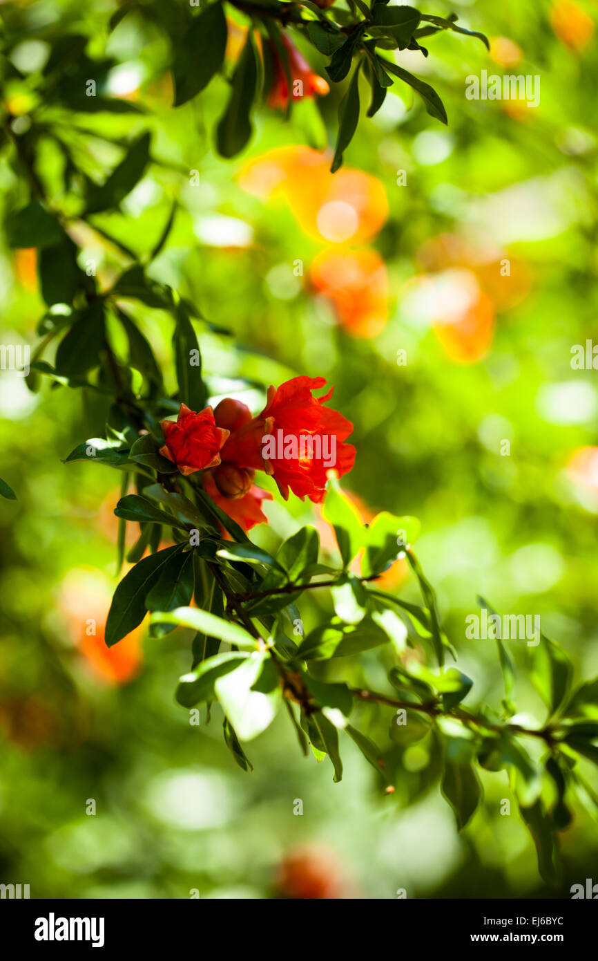 pomegranate tree with green leafy background Stock Photo - Alamy