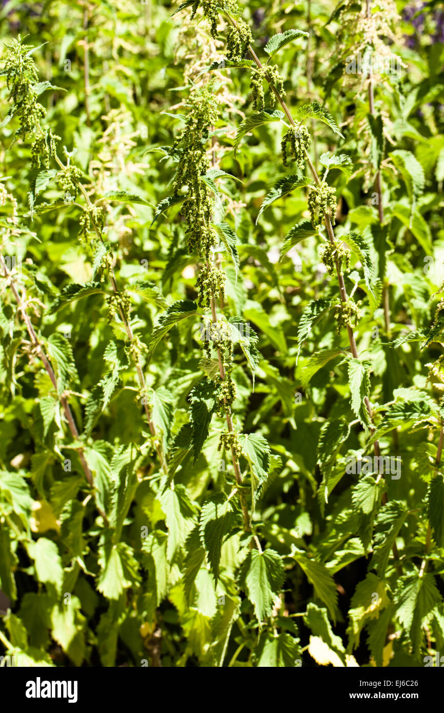 Common or Stinging Nettle - Urtica dioica Stock Photo - Alamy