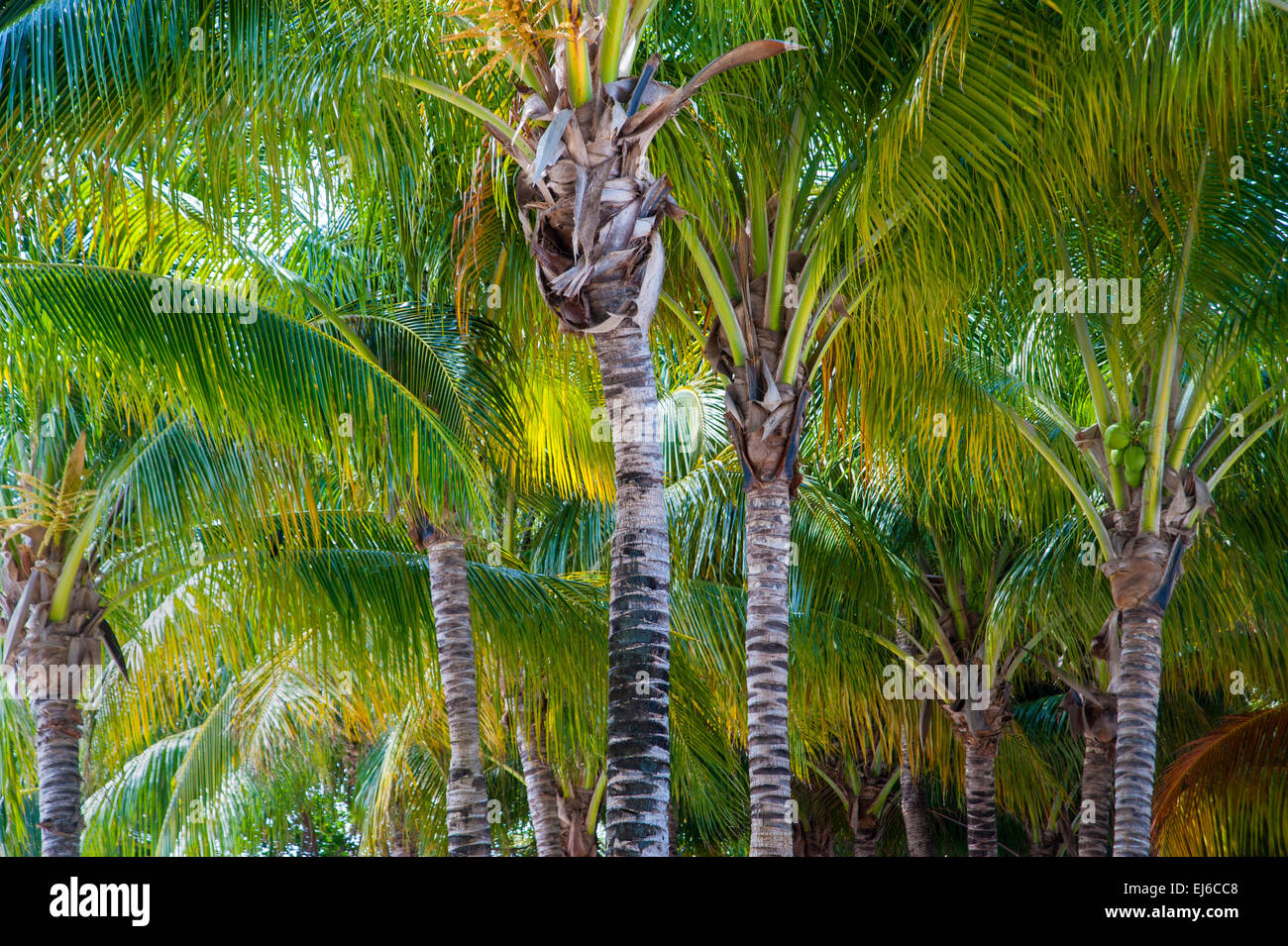 Palm Trees Caribbean Stock Photo - Alamy