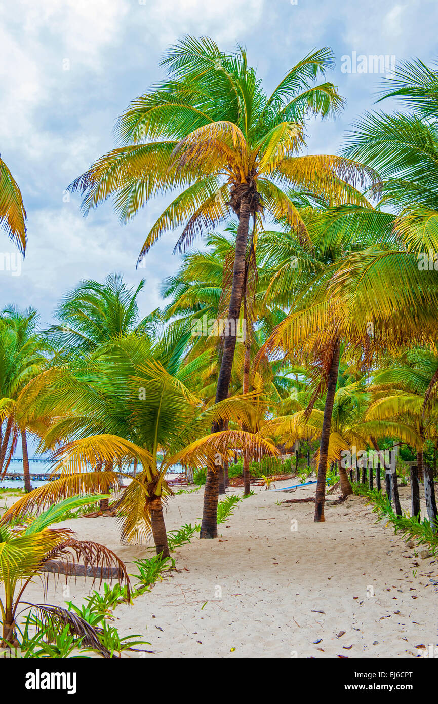 Isla Mujeres Beach Shoreline Stock Photo - Alamy