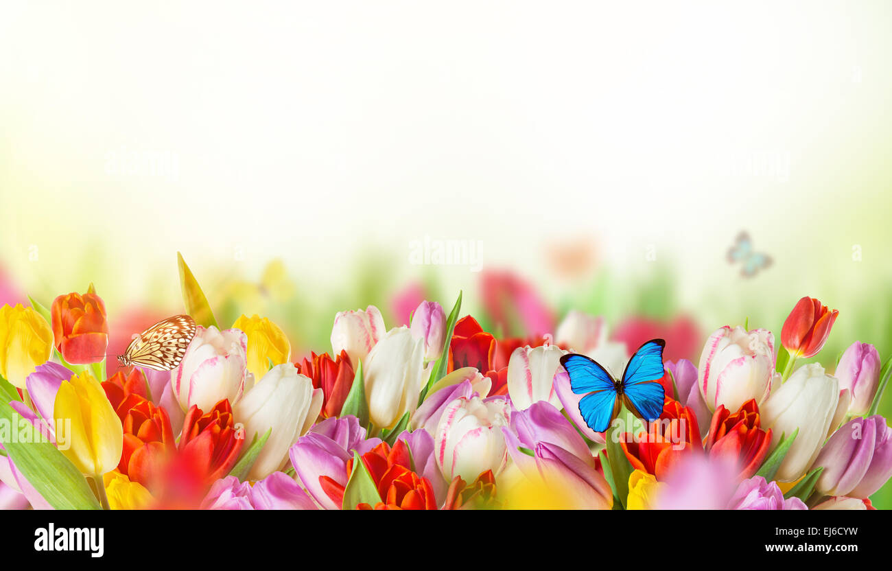 Beautiful bouquet of colorful tulips flowers with exotics butterfliers ...