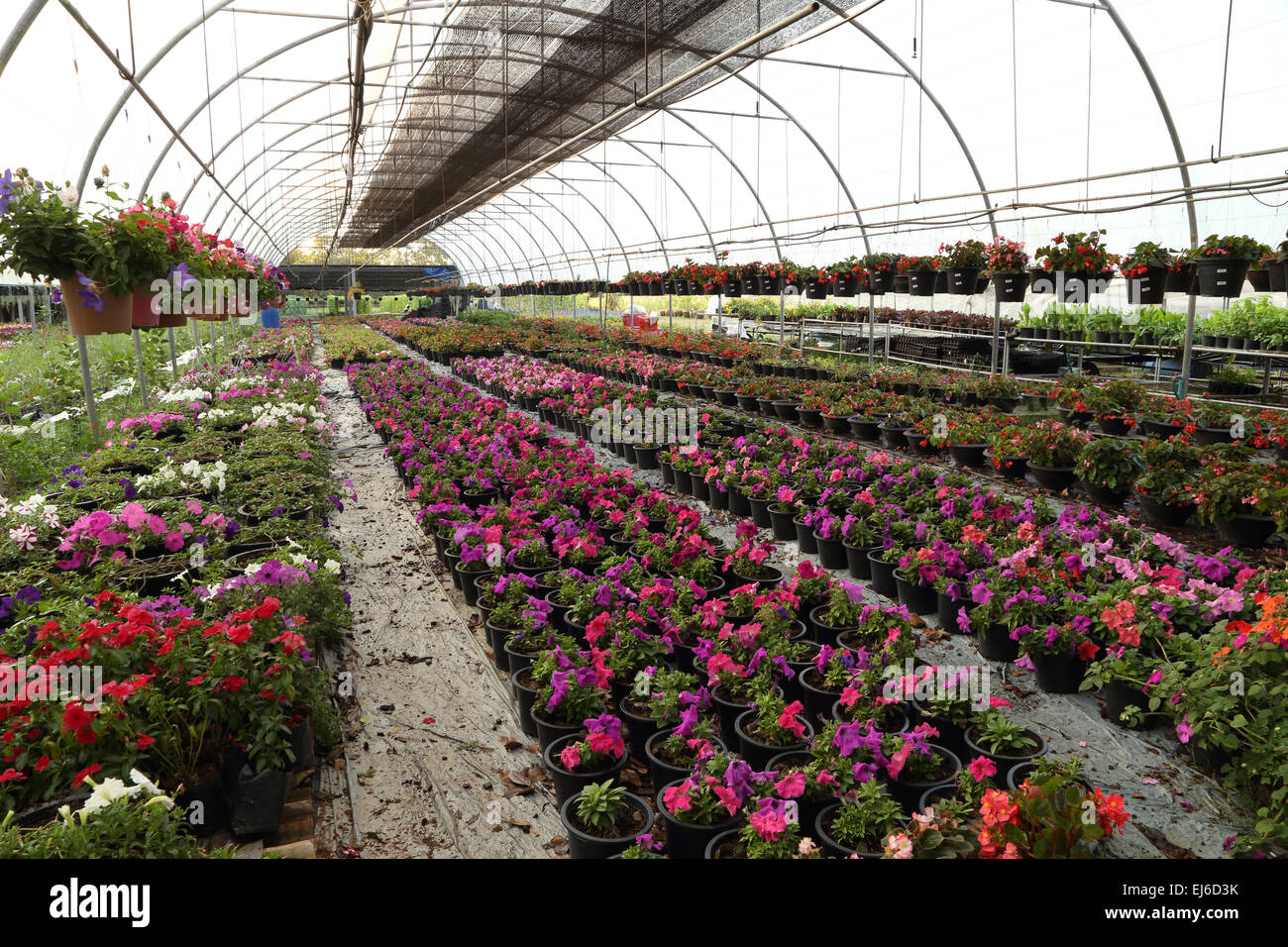 Flower farm nursery in green house Stock Photo - Alamy