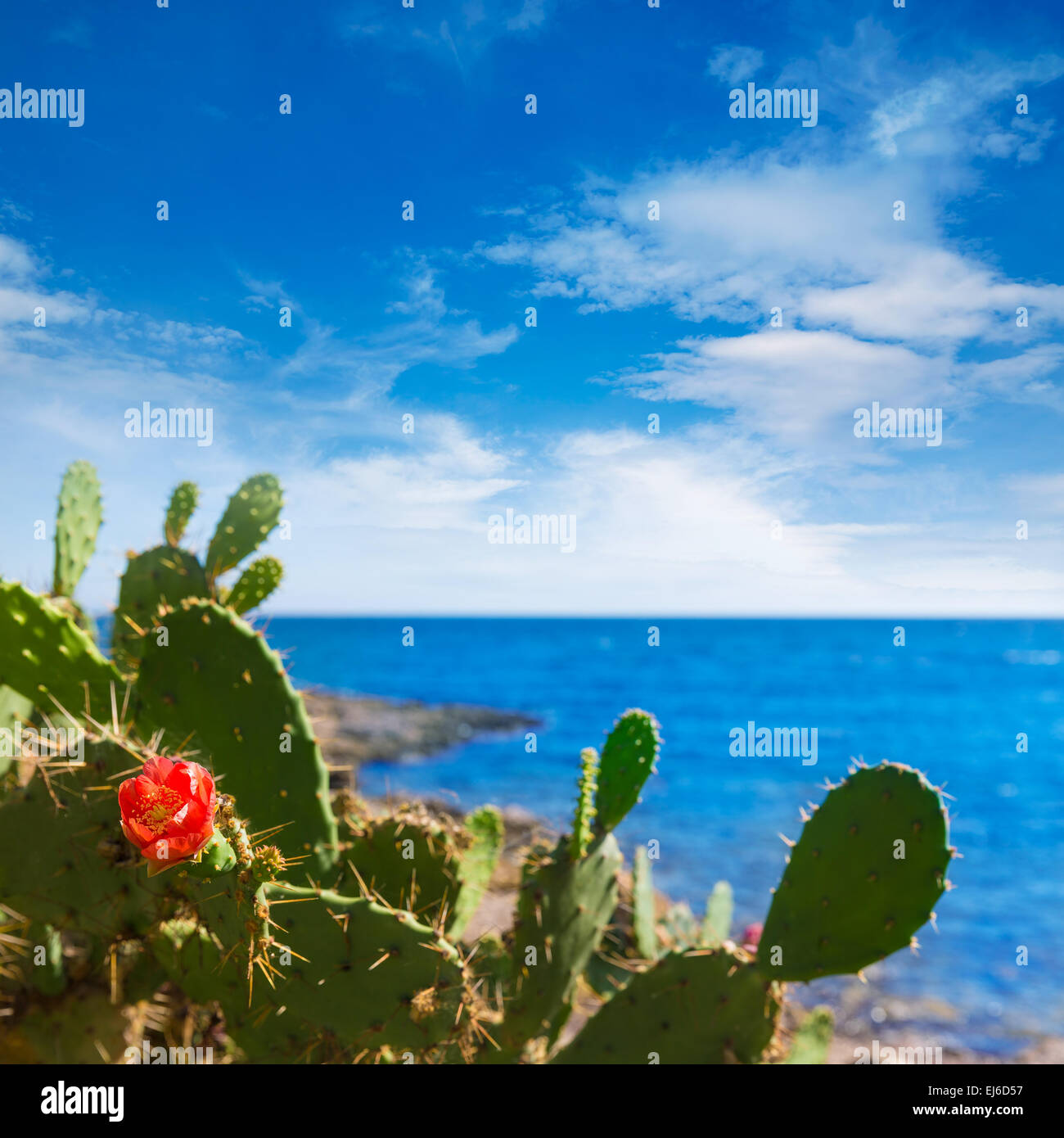 Majorca Cala Bona beach Son Servera Mallorca in Balearic islands of ...