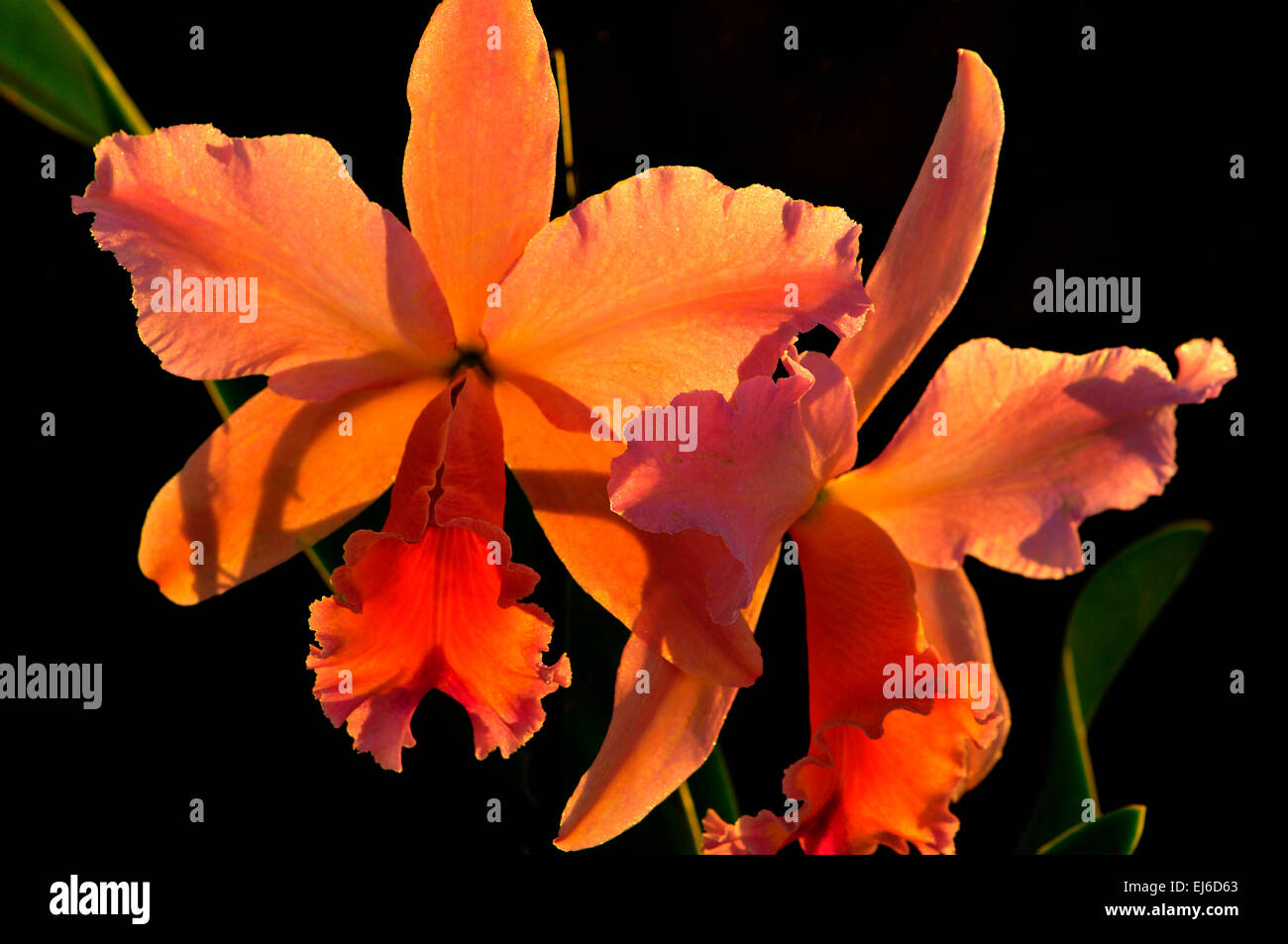 Peach orchid hi-res stock photography and images - Alamy