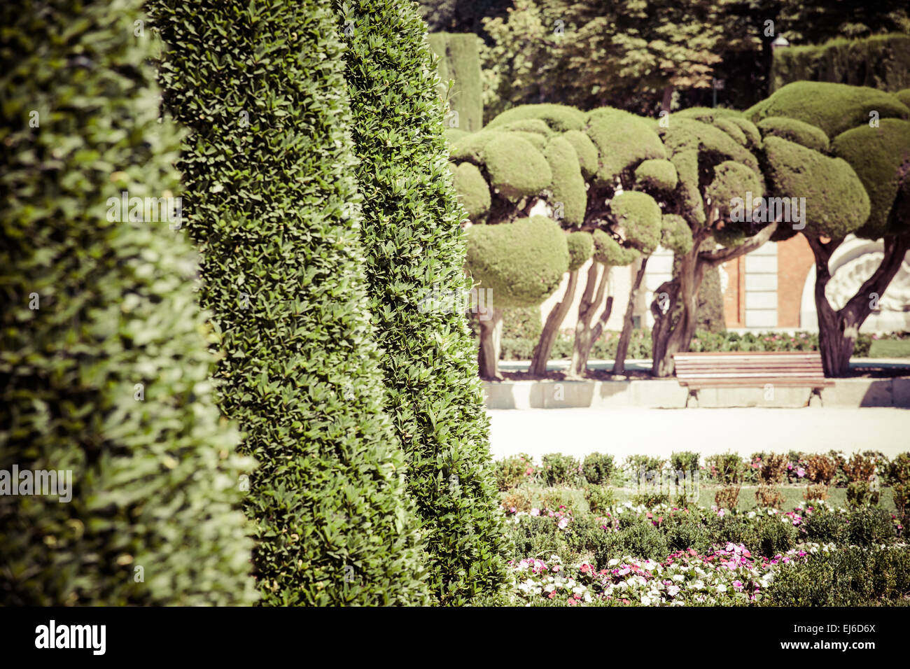 Outstanding cypress trees in Retiro Park in Madrid, Spain Stock Photo ...