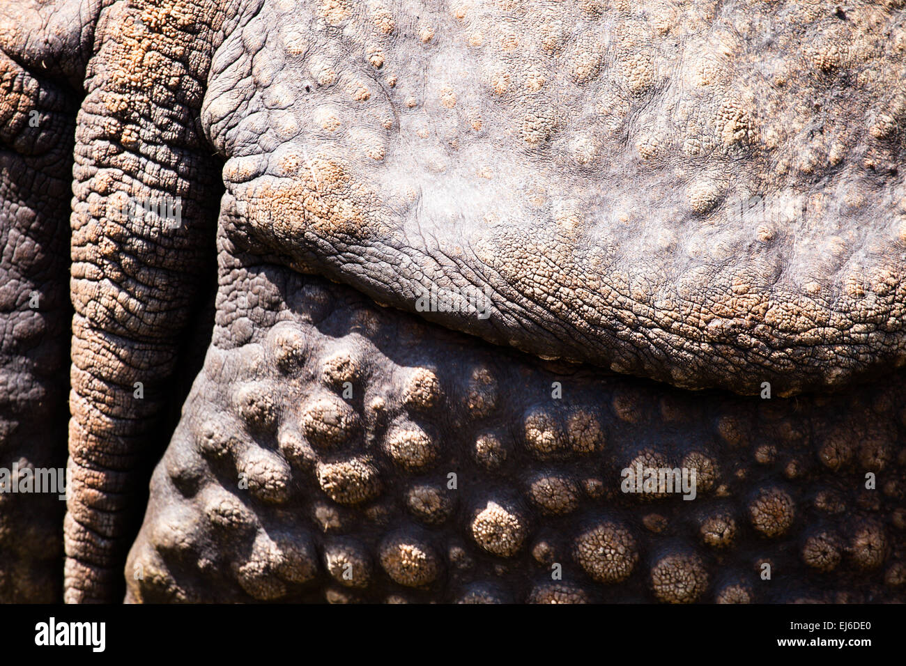 Closeup of the strong armor of a rhinoceros Stock Photo - Alamy