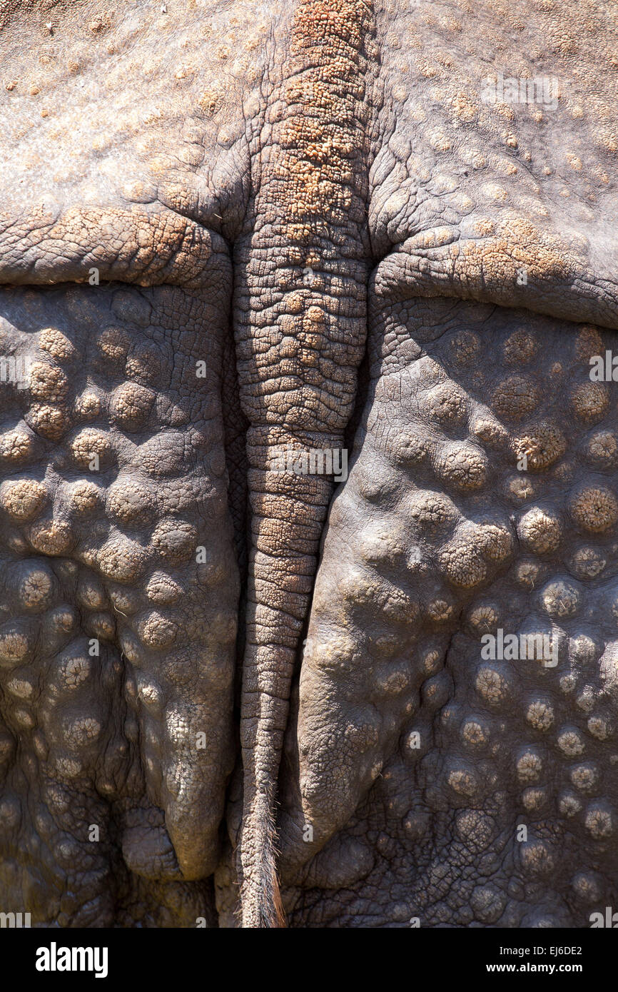 Closeup of the strong armor of a rhinoceros Stock Photo - Alamy