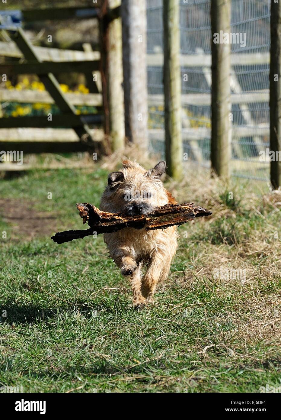 Running with a Stick Stock Photo - Alamy