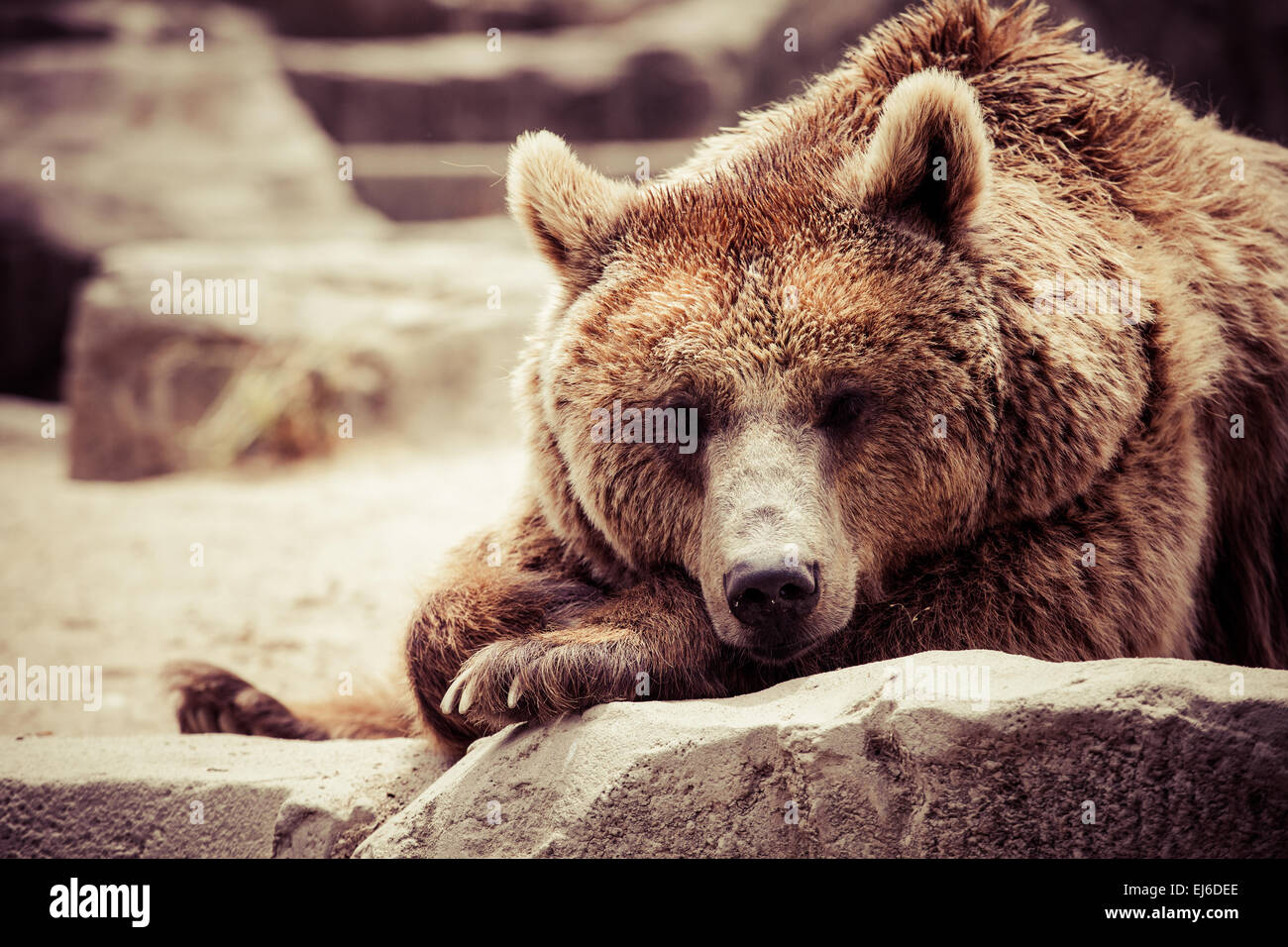 Funny bear attack hi-res stock photography and images - Alamy