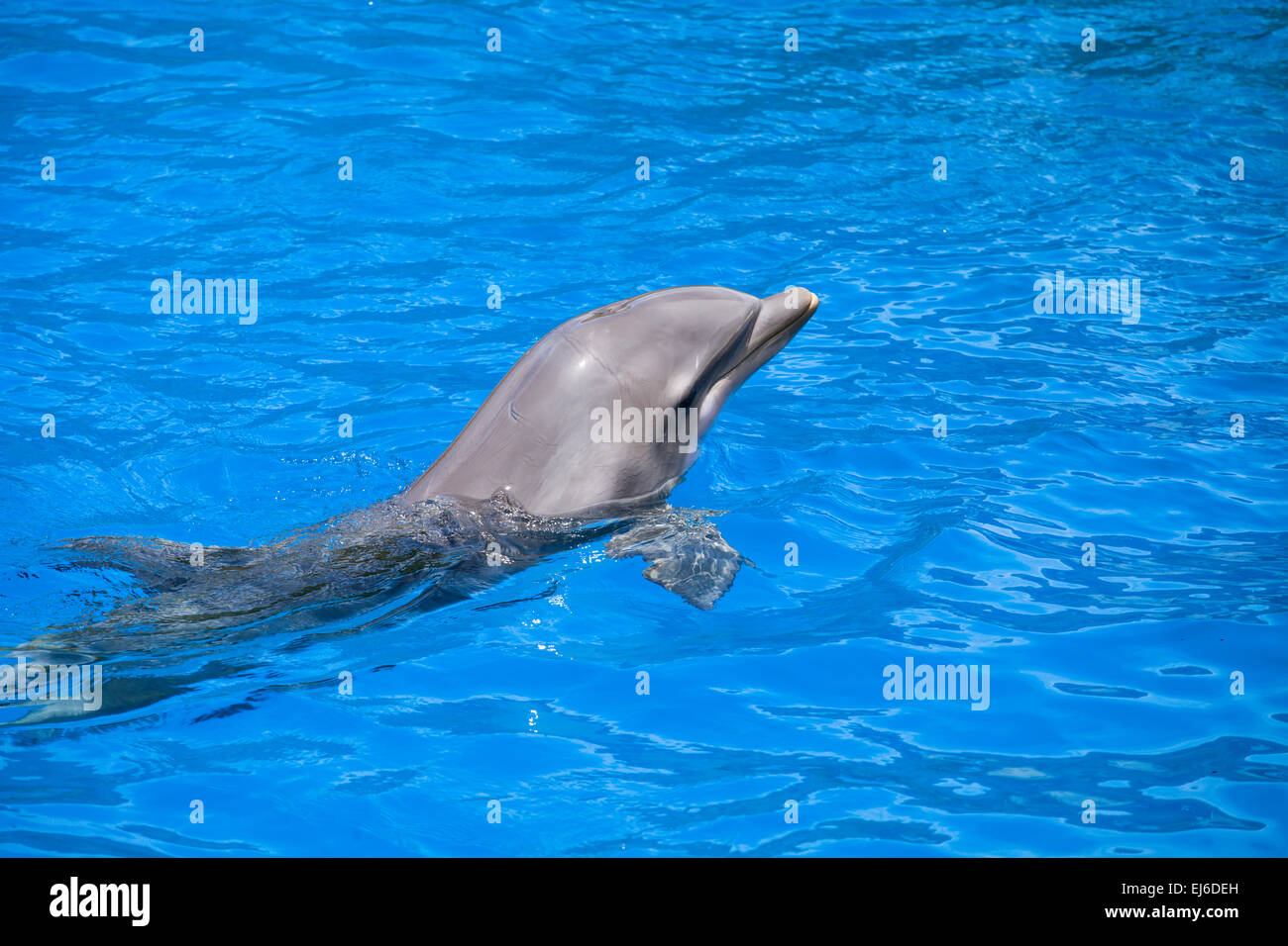Dolphins swim in the pool Stock Photo - Alamy