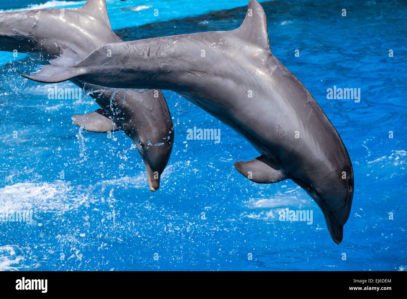 Dolphins swim in the pool Stock Photo - Alamy