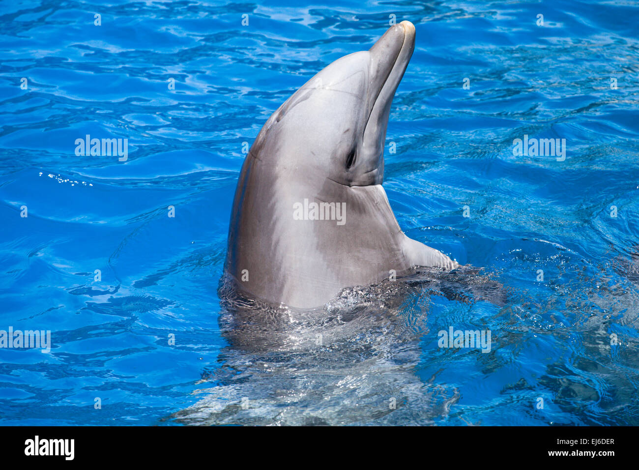 Dolphins swim in the pool Stock Photo - Alamy