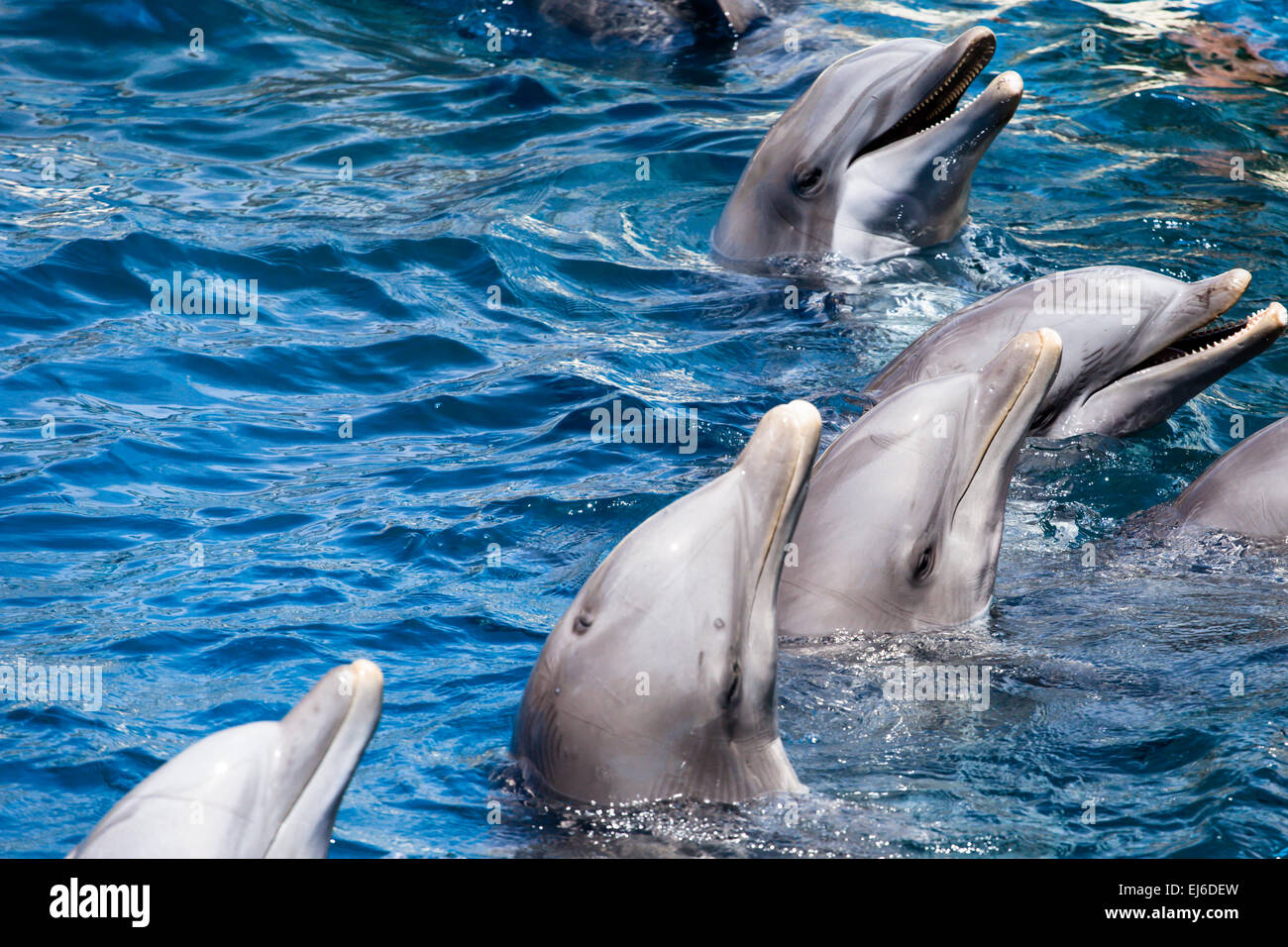 Dolphins swim in the pool Stock Photo - Alamy