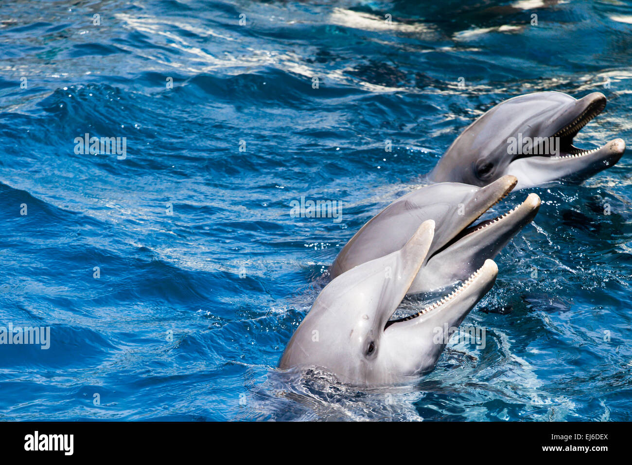 Dolphins swim in the pool Stock Photo - Alamy
