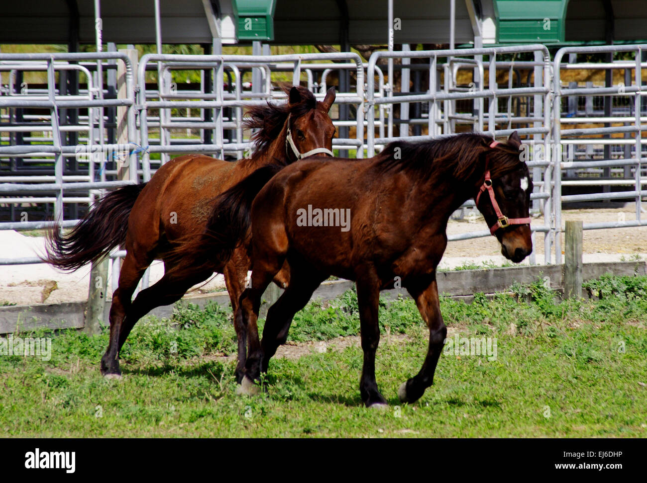 Running stable hi-res stock photography and images - Alamy