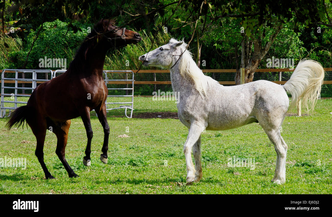 Frolicking hi-res stock photography and images - Alamy