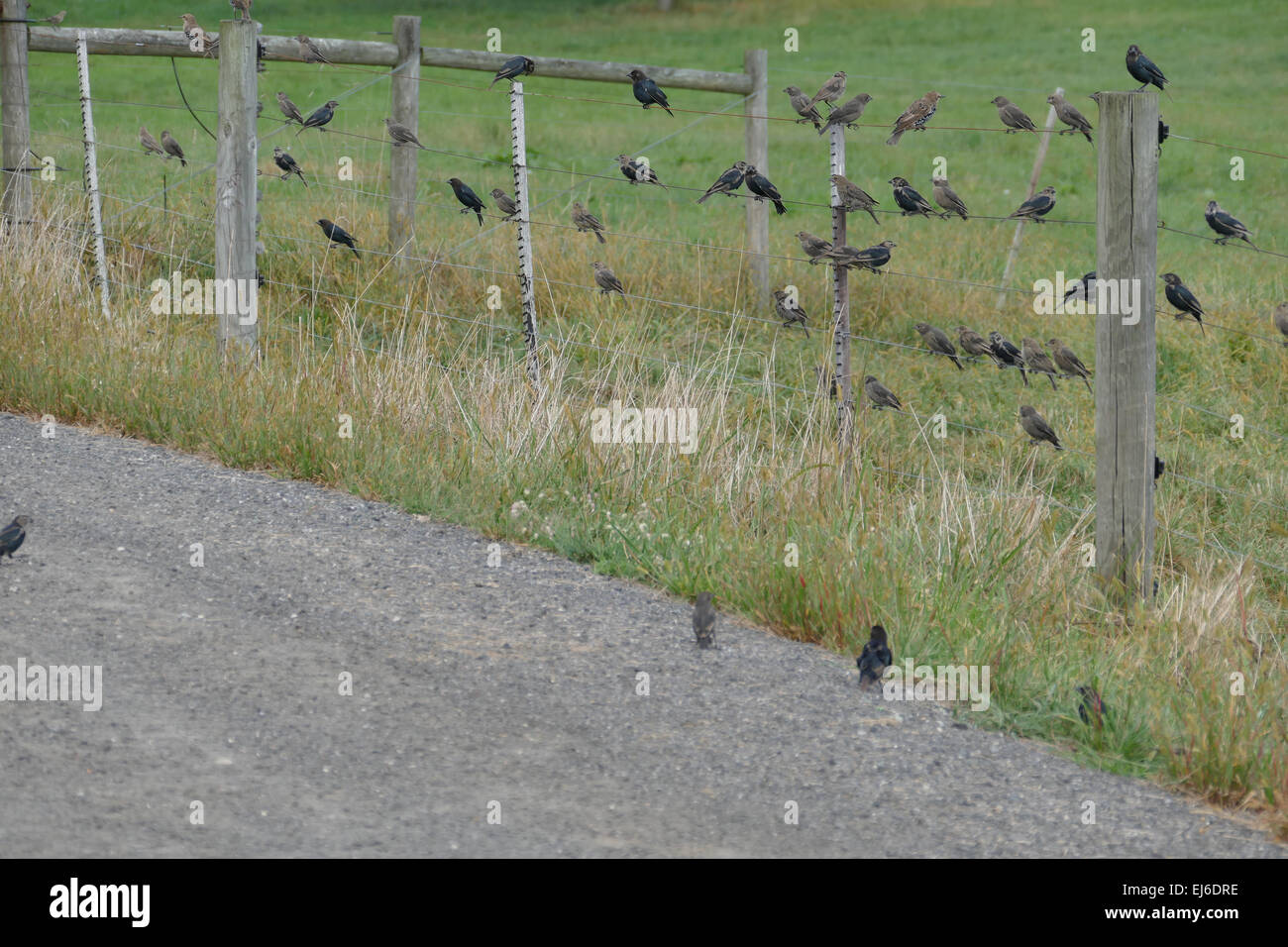 Birds on fence Stock Photo - Alamy