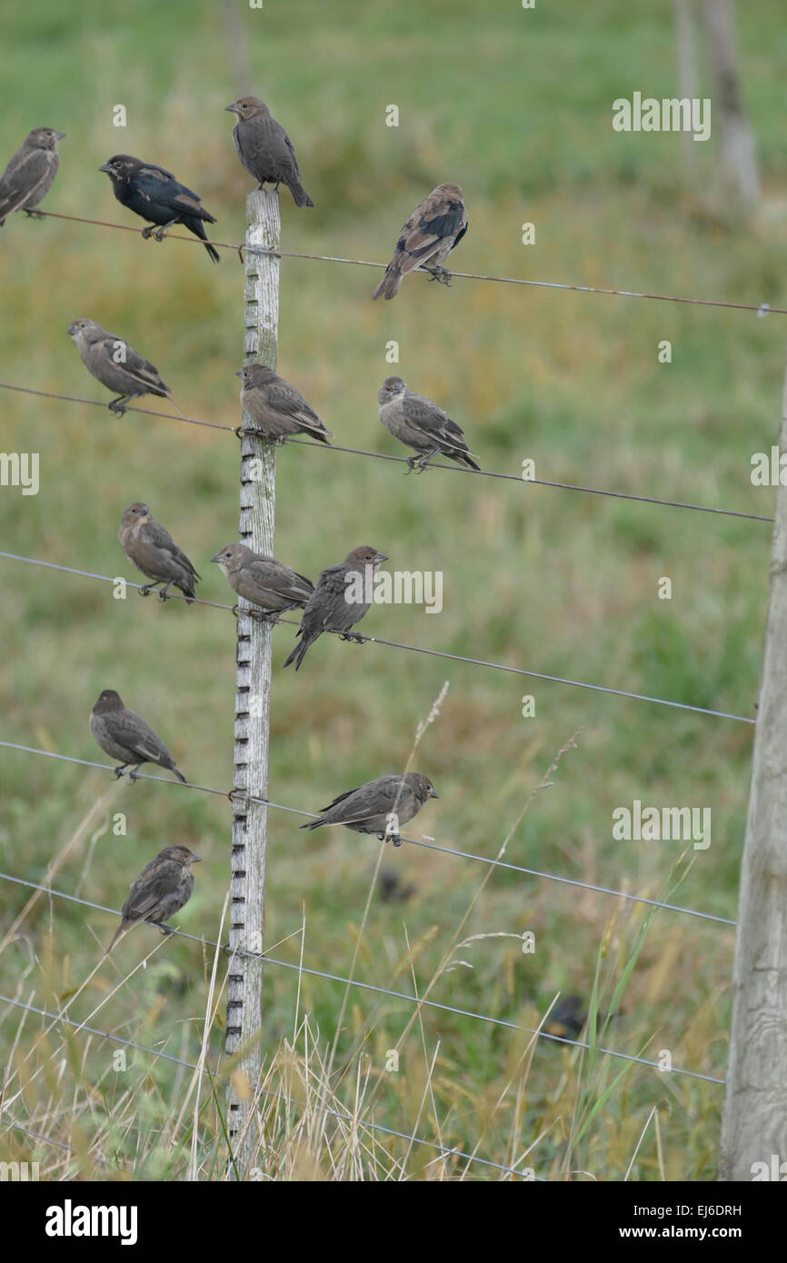 Birds on fence Stock Photo - Alamy