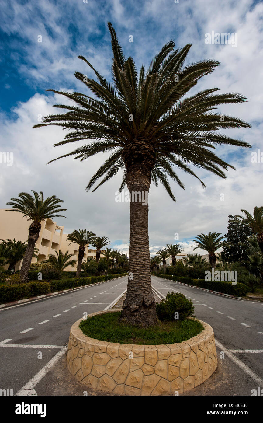 Driveway palm tree hi-res stock photography and images - Alamy