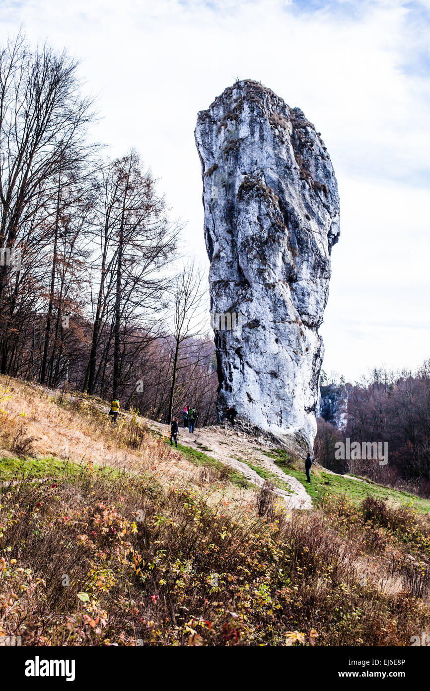 Hercules club tree hi-res stock photography and images - Alamy