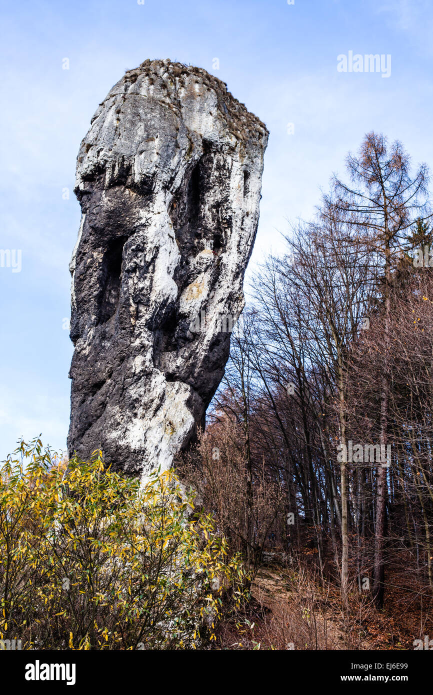Hercules club tree hi-res stock photography and images - Alamy