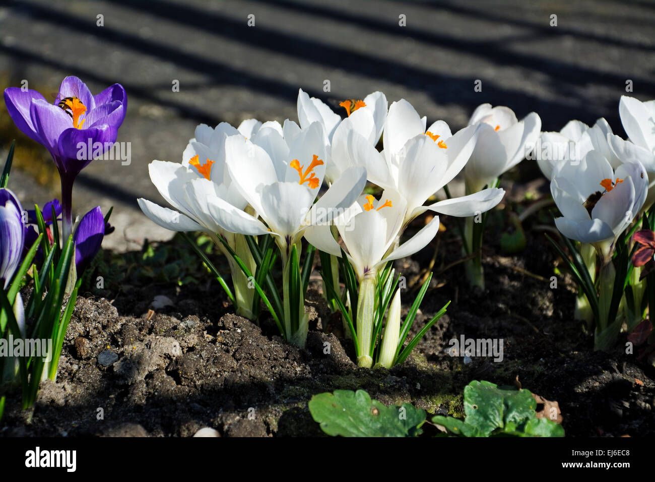 White crocus garden hi-res stock photography and images - Alamy