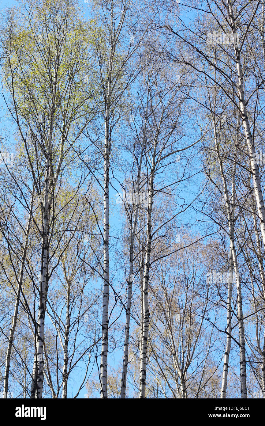 Beautiful spring trees in park over blue sky background Stock Photo - Alamy