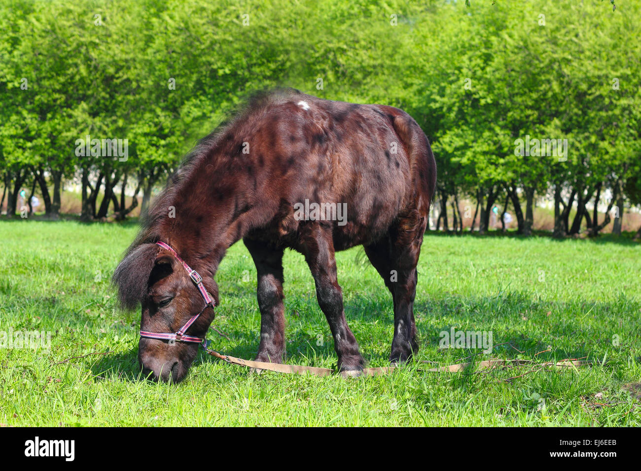 Brown pony grazing on fresh green grass of spring park Stock Photo - Alamy