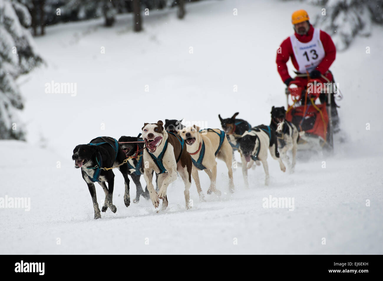 Dogs and musher during sleddog speed racing Stock Photo - Alamy