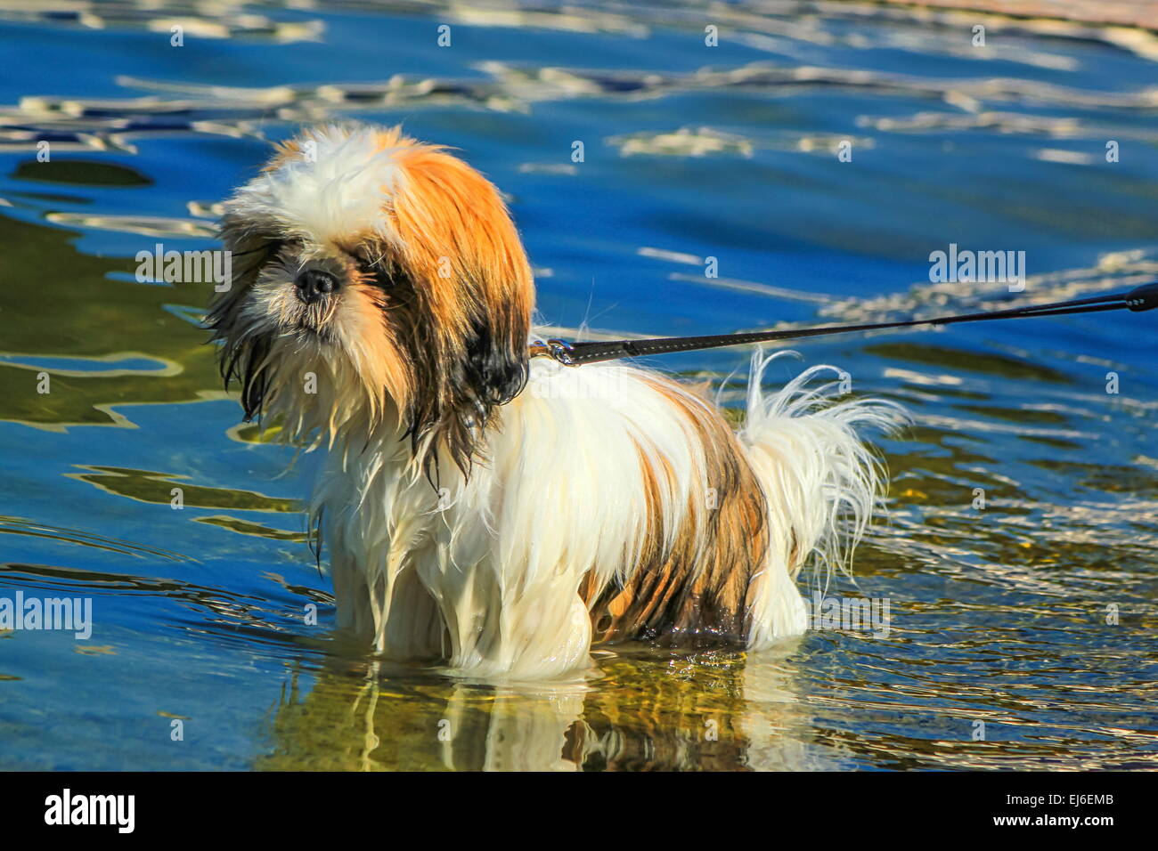 Shih Tzu dog standing in the water by day Stock Photo - Alamy