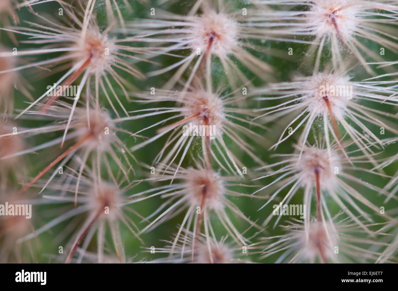 Close-up view of Cactus Spines Stock Photo - Alamy