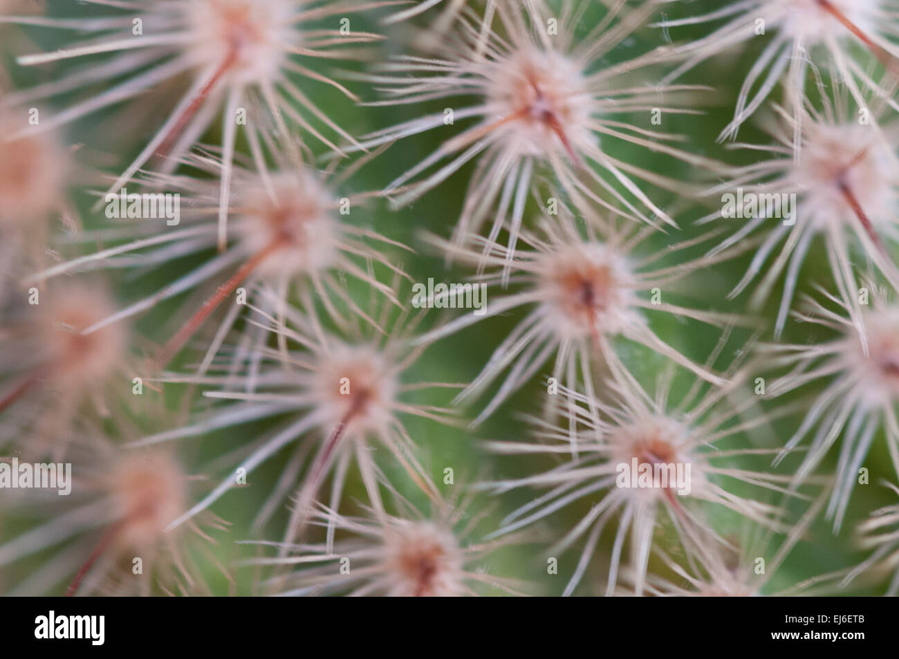 Close-up view of Cactus Spines Stock Photo - Alamy