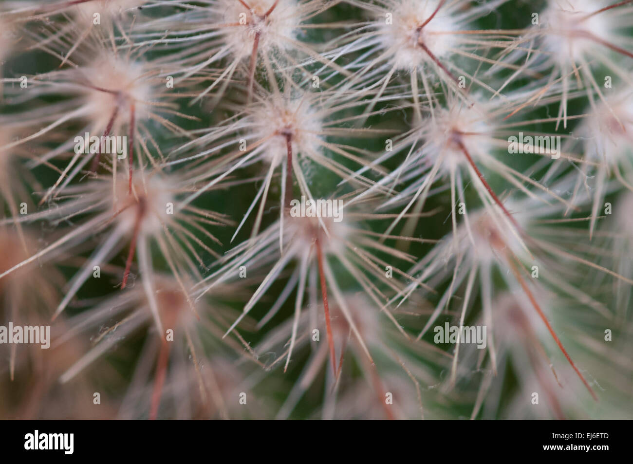 Close-up view of Cactus Spines Stock Photo - Alamy
