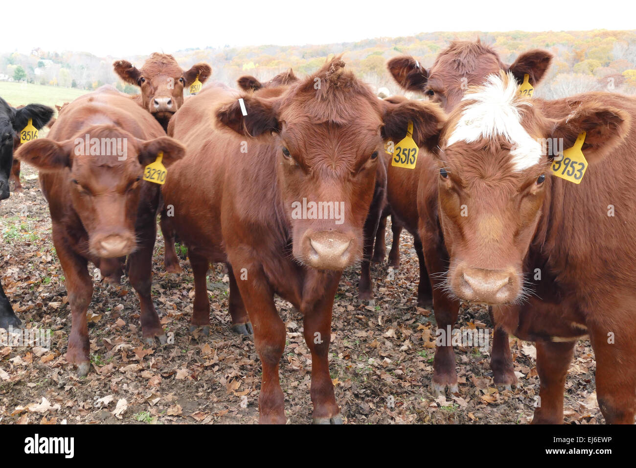 Dangerous Cow Stock Photos & Dangerous Cow Stock Images - Alamy