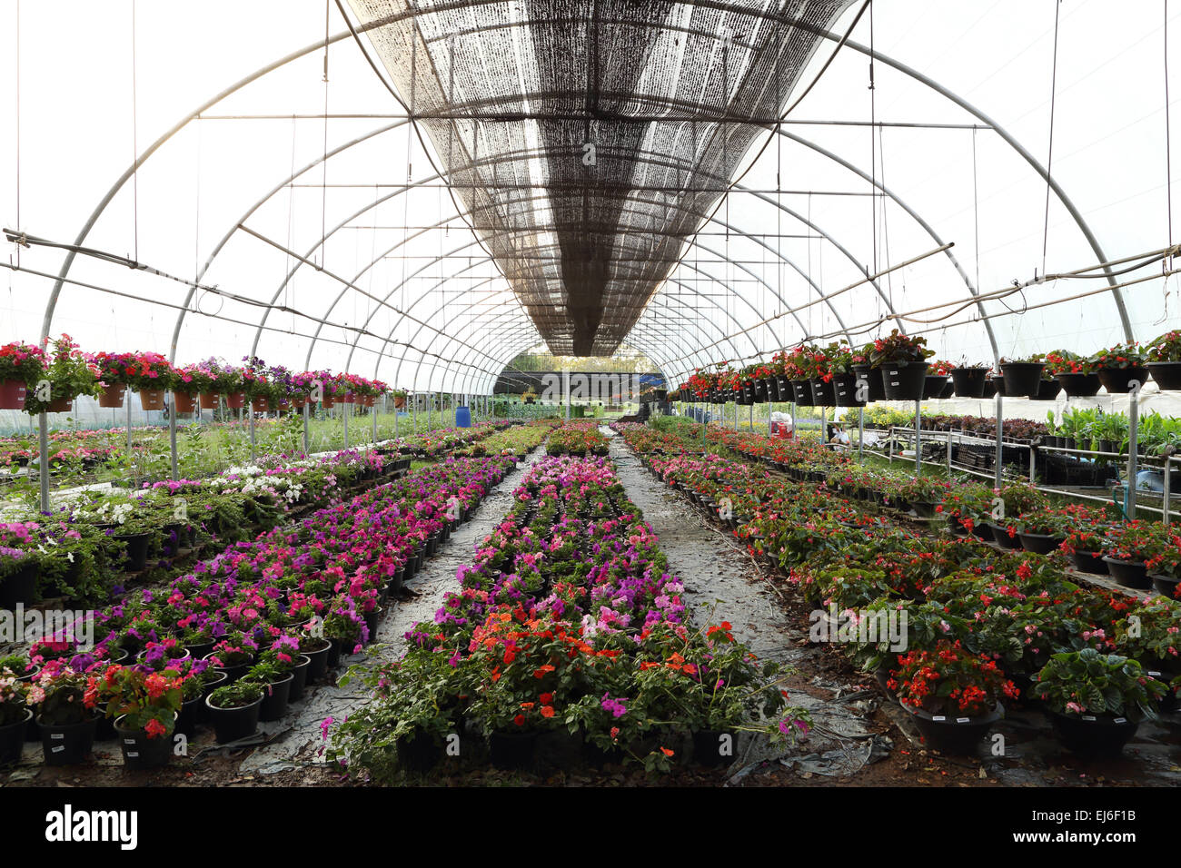 Farm nursery hi-res stock photography and images - Alamy