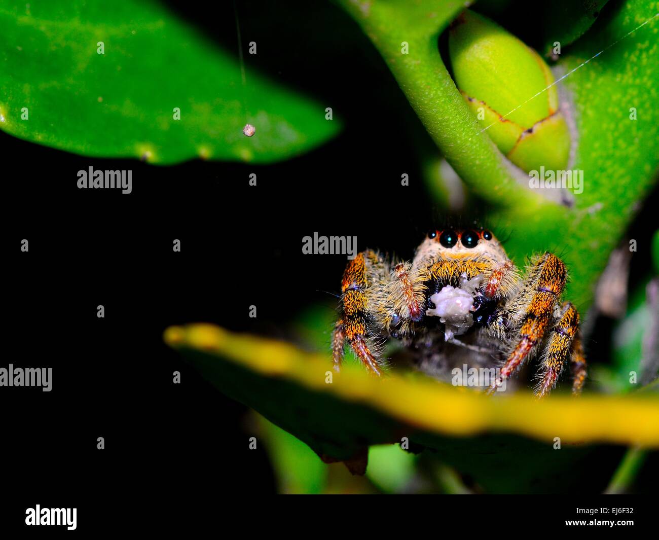 A jumping spider with a prey Stock Photo - Alamy