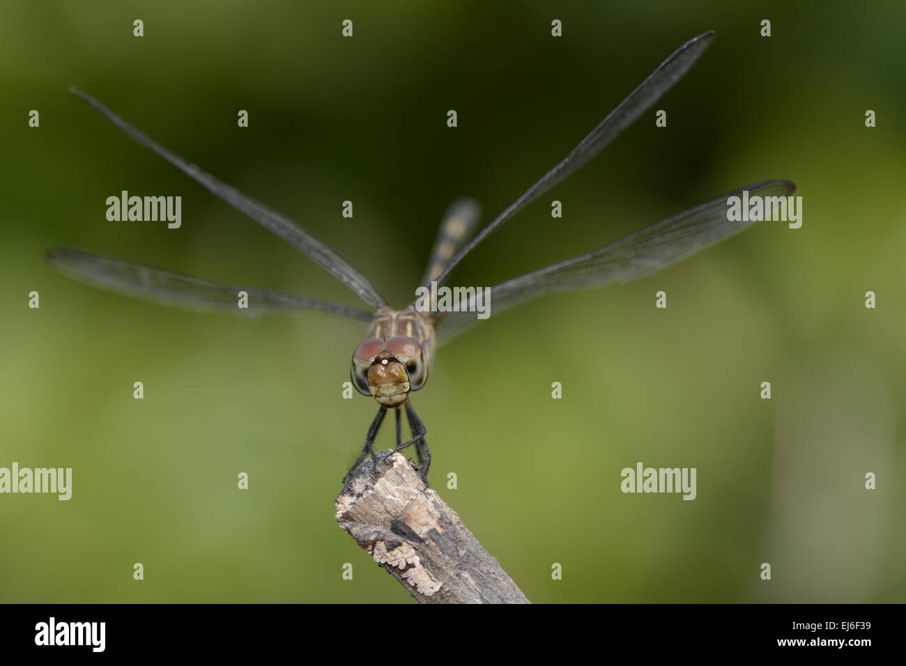 A dragonfly resting on a branch Stock Photo - Alamy