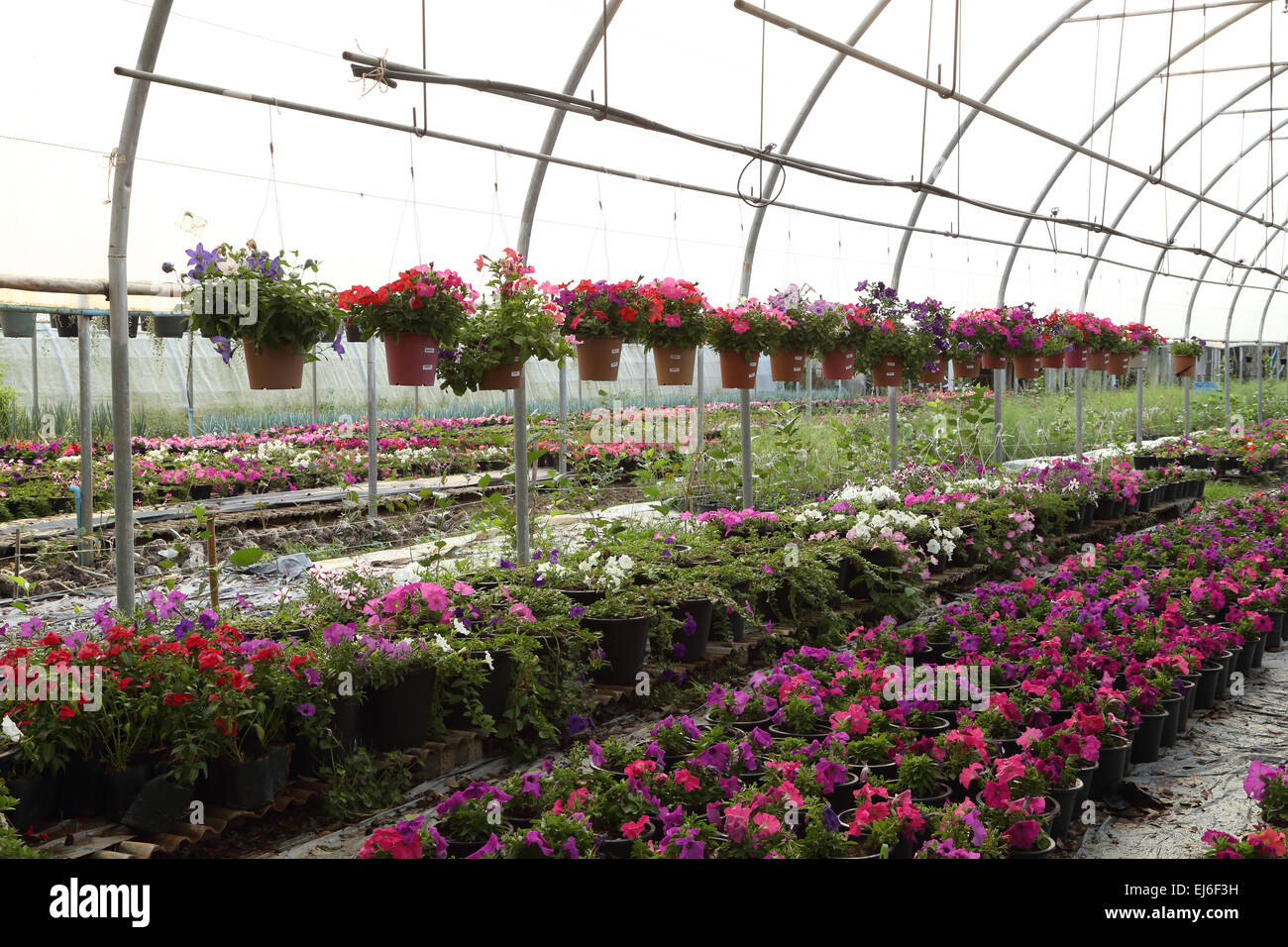Flower farm nursery in green house Stock Photo - Alamy