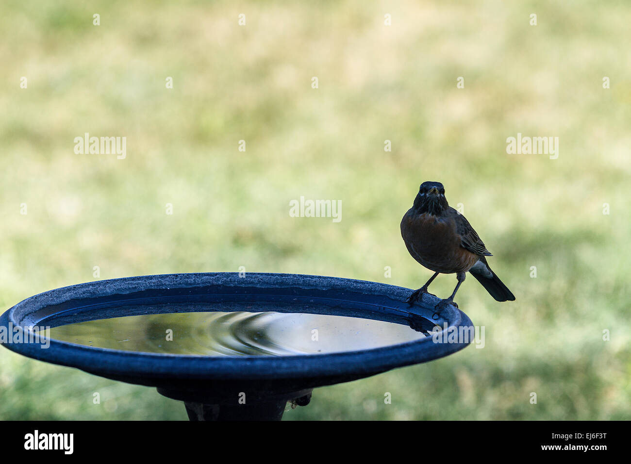 Robin bird bath hi-res stock photography and images - Alamy