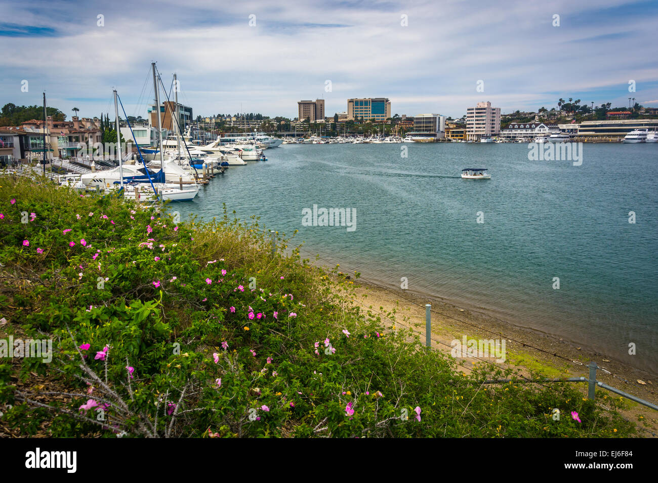 Flowers and view of the harbor, seen from Lido Isle, in Newport Beach ...