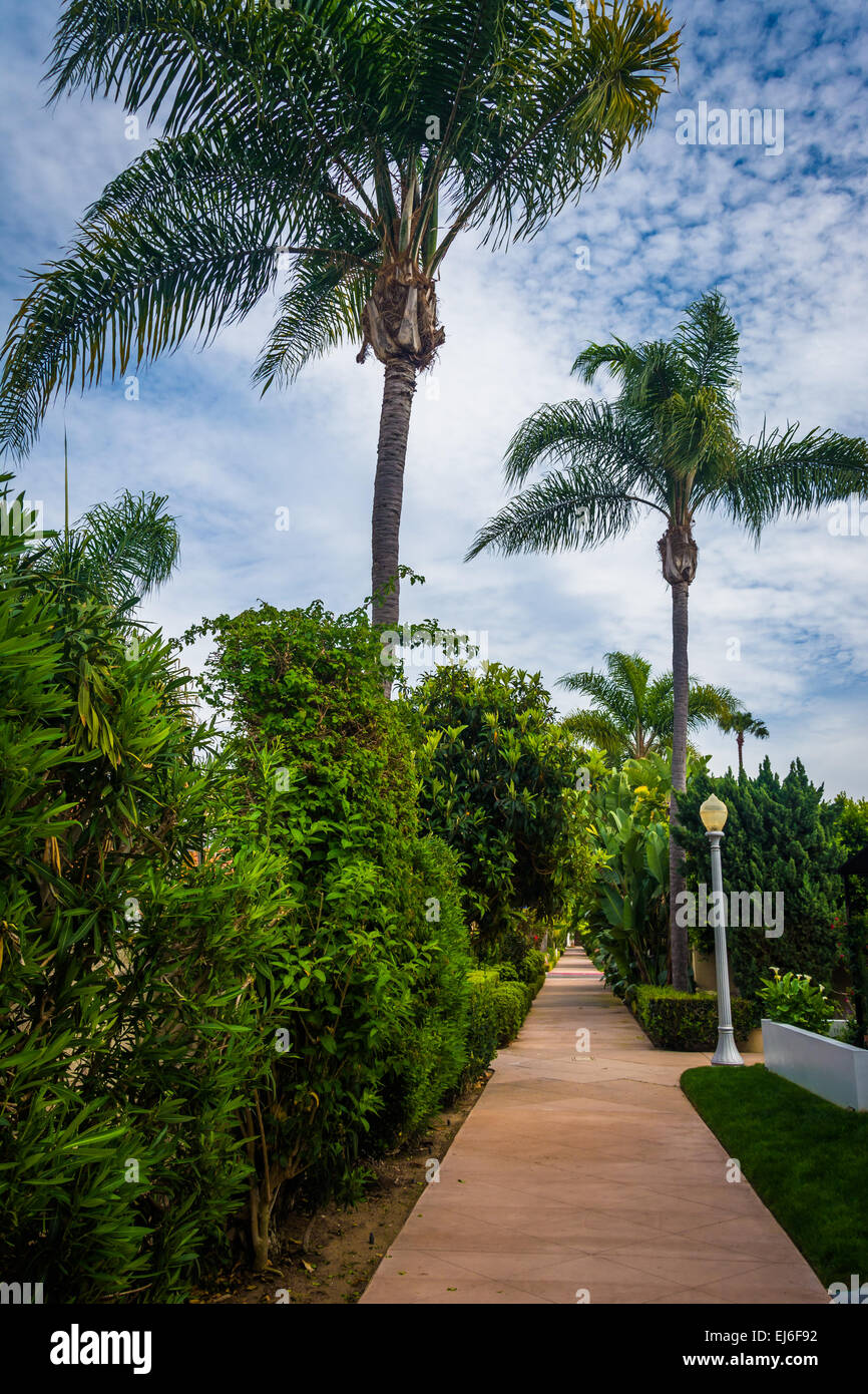 Palm trees along walkway, on Lido Isle, in Newport Beach, California ...