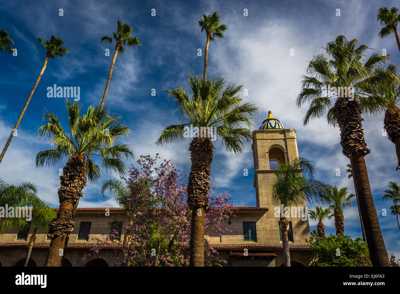 Palm trees and the Riverside Municipal Auditorium, in downtown ...
