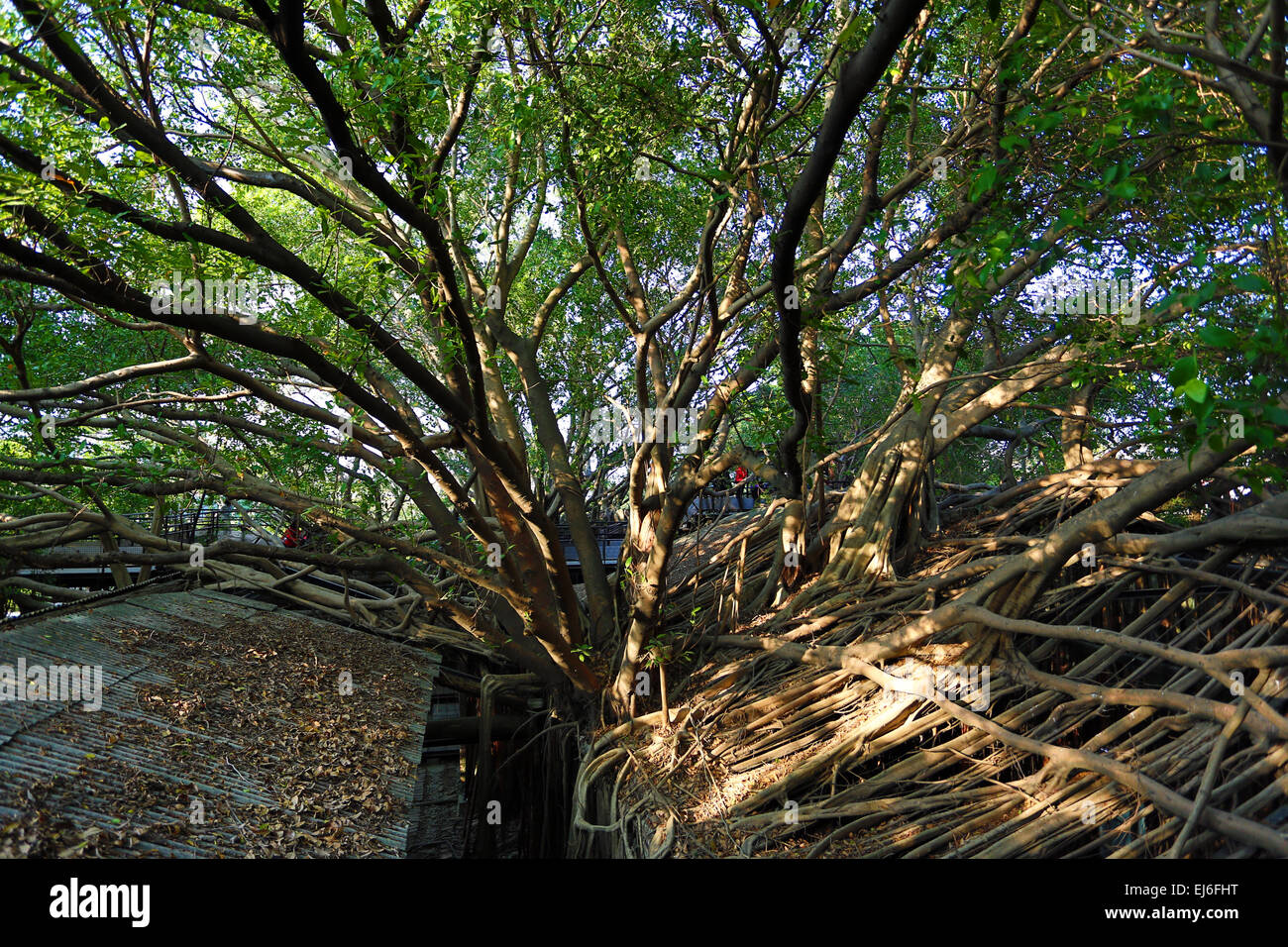 Tree growing through roof hi-res stock photography and images - Alamy