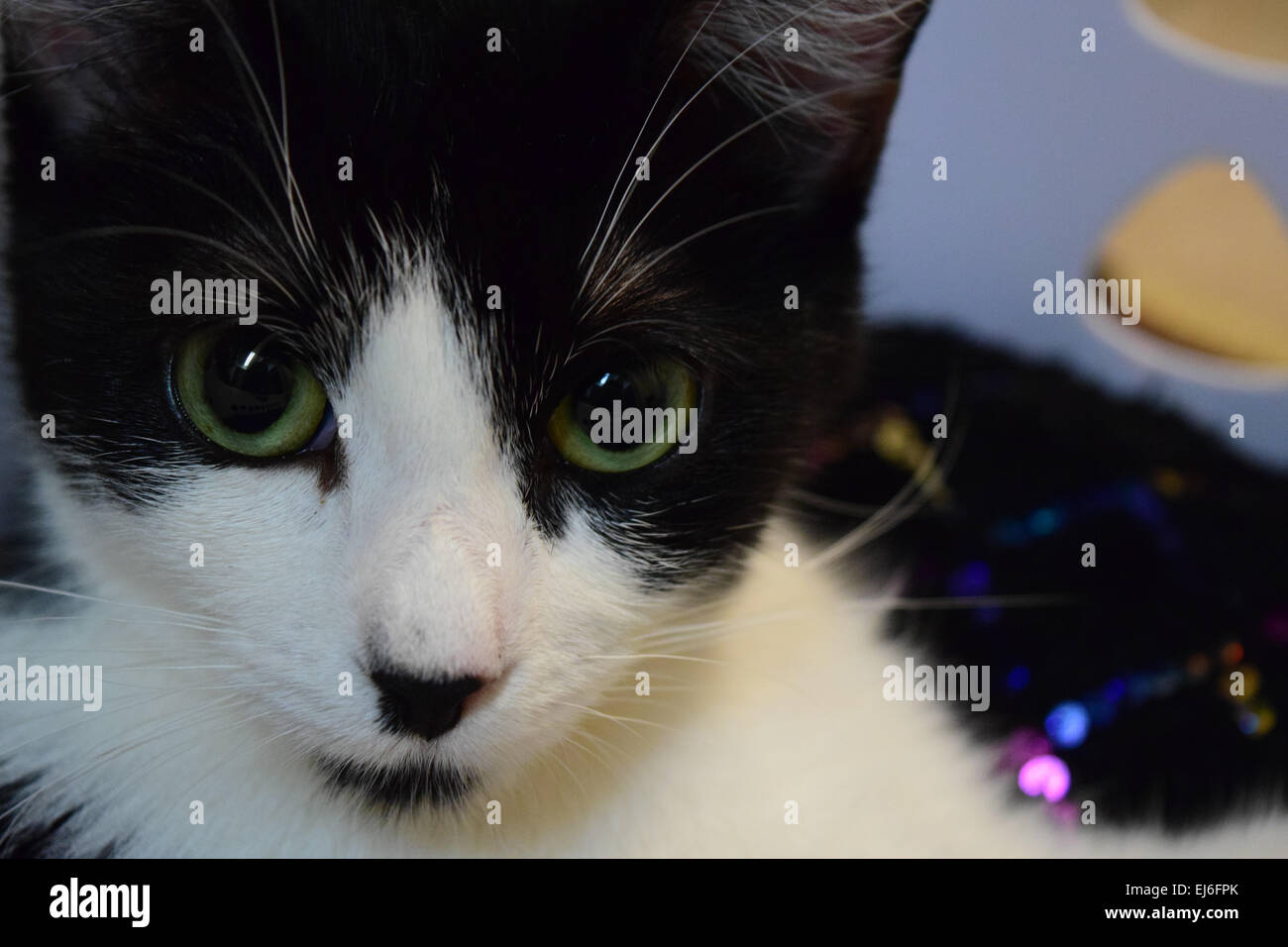 A close up of an adult cat Stock Photo - Alamy