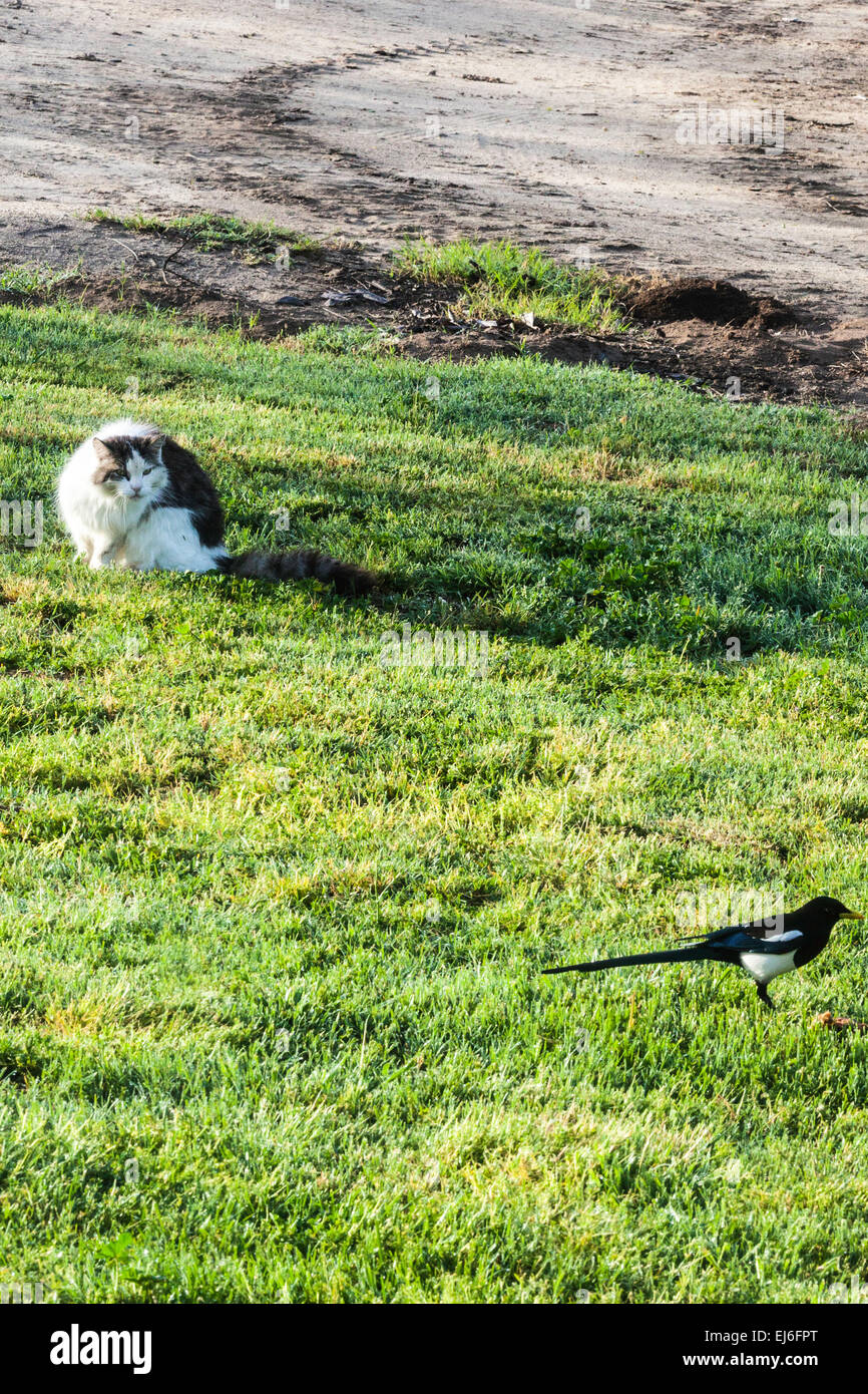 A Magpie lands just feet from a cat hunting gophers but he is ...
