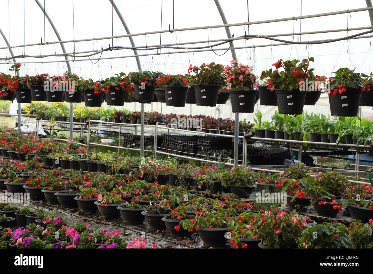 Flower farm nursery in green house Stock Photo - Alamy