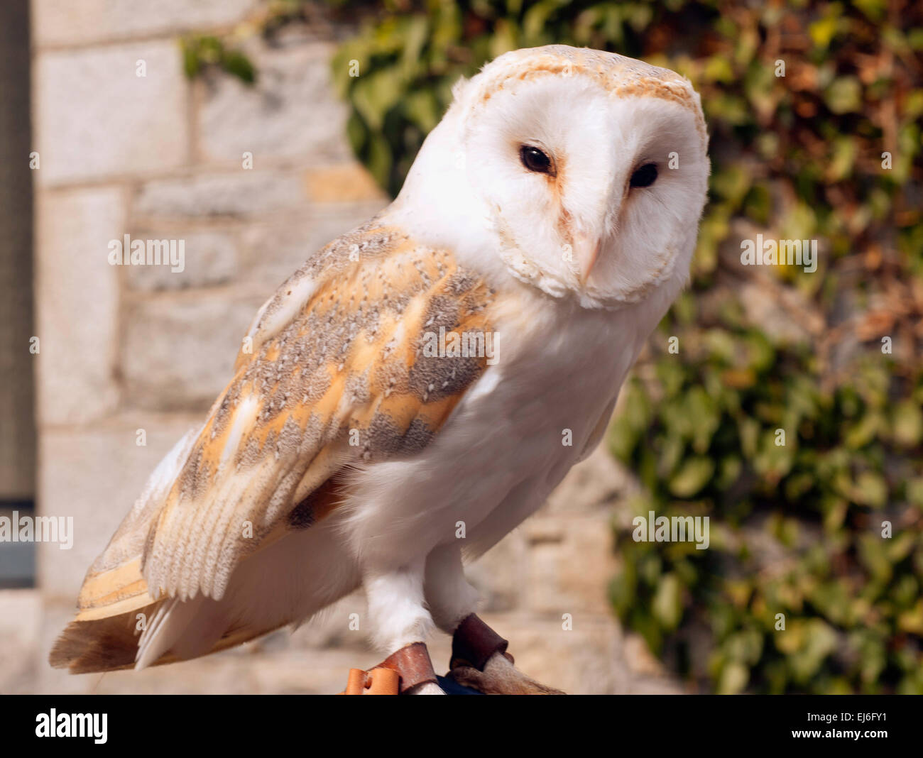 A barn owl photographed at Glenveagh Castle, County Donegal, Ireland ...