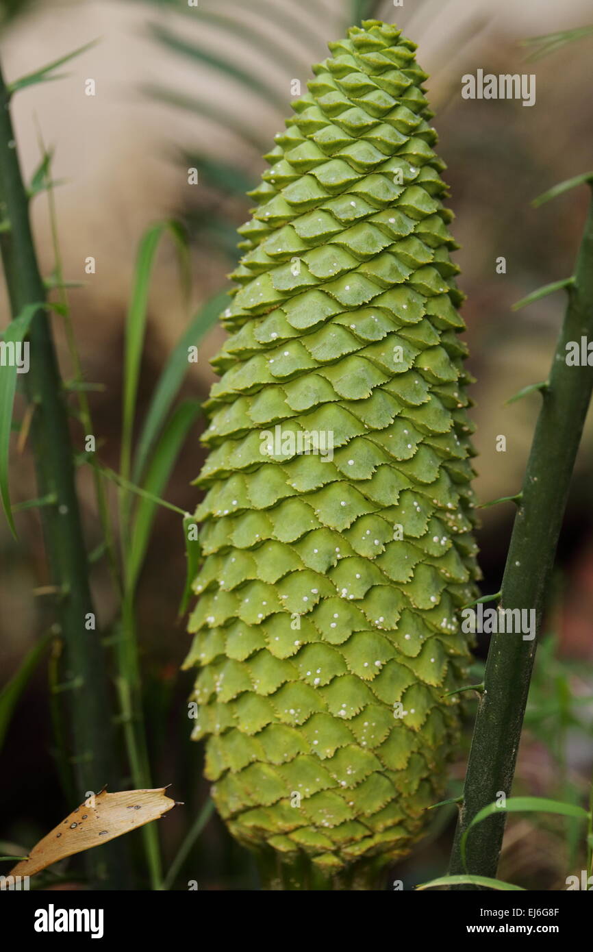 Scale insect hi-res stock photography and images - Alamy