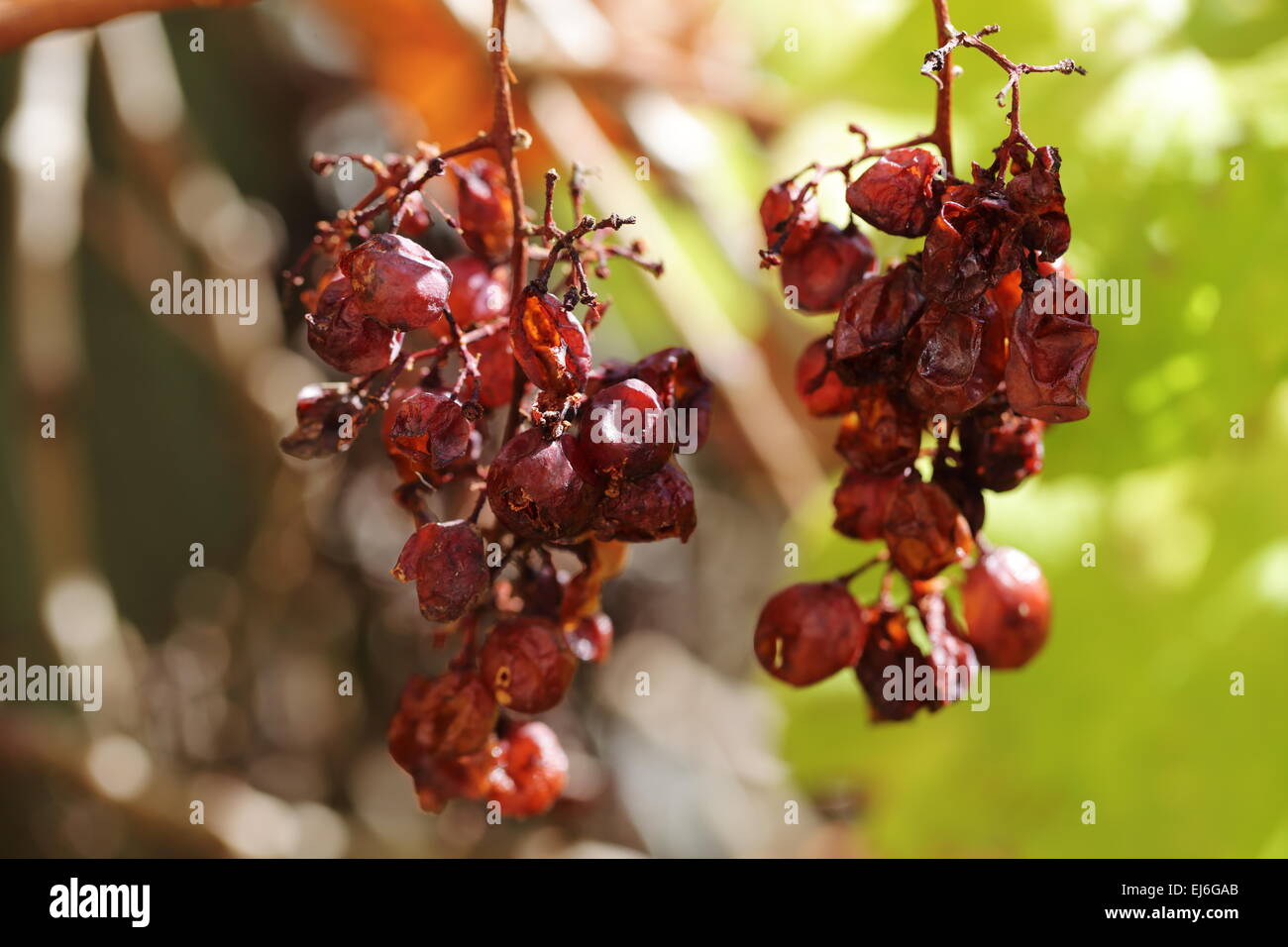 Bunch of decaying grapes on a grape vine Stock Photo - Alamy