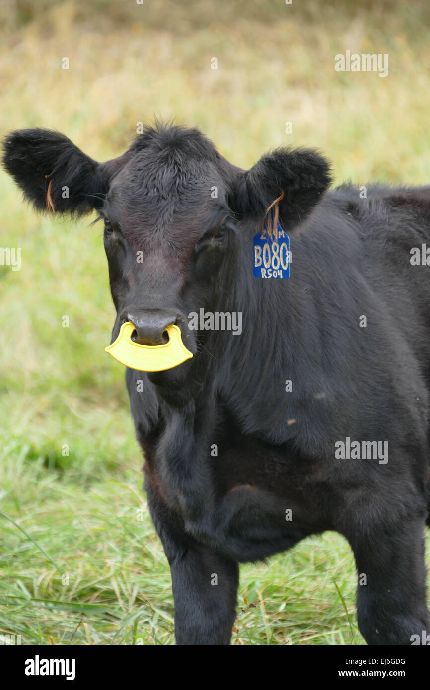 Portrait of Simmental cattle in field wearing bullring Stock Photo - Alamy
